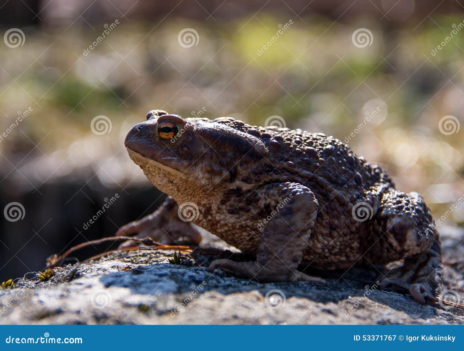Toad sitting on a stone stock image. Image of frog, warm - 53371767