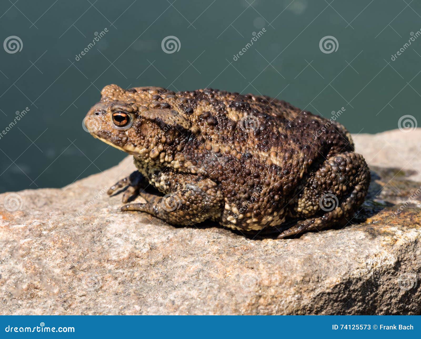 Toad sitting on a stone stock image. Image of species - 74125573