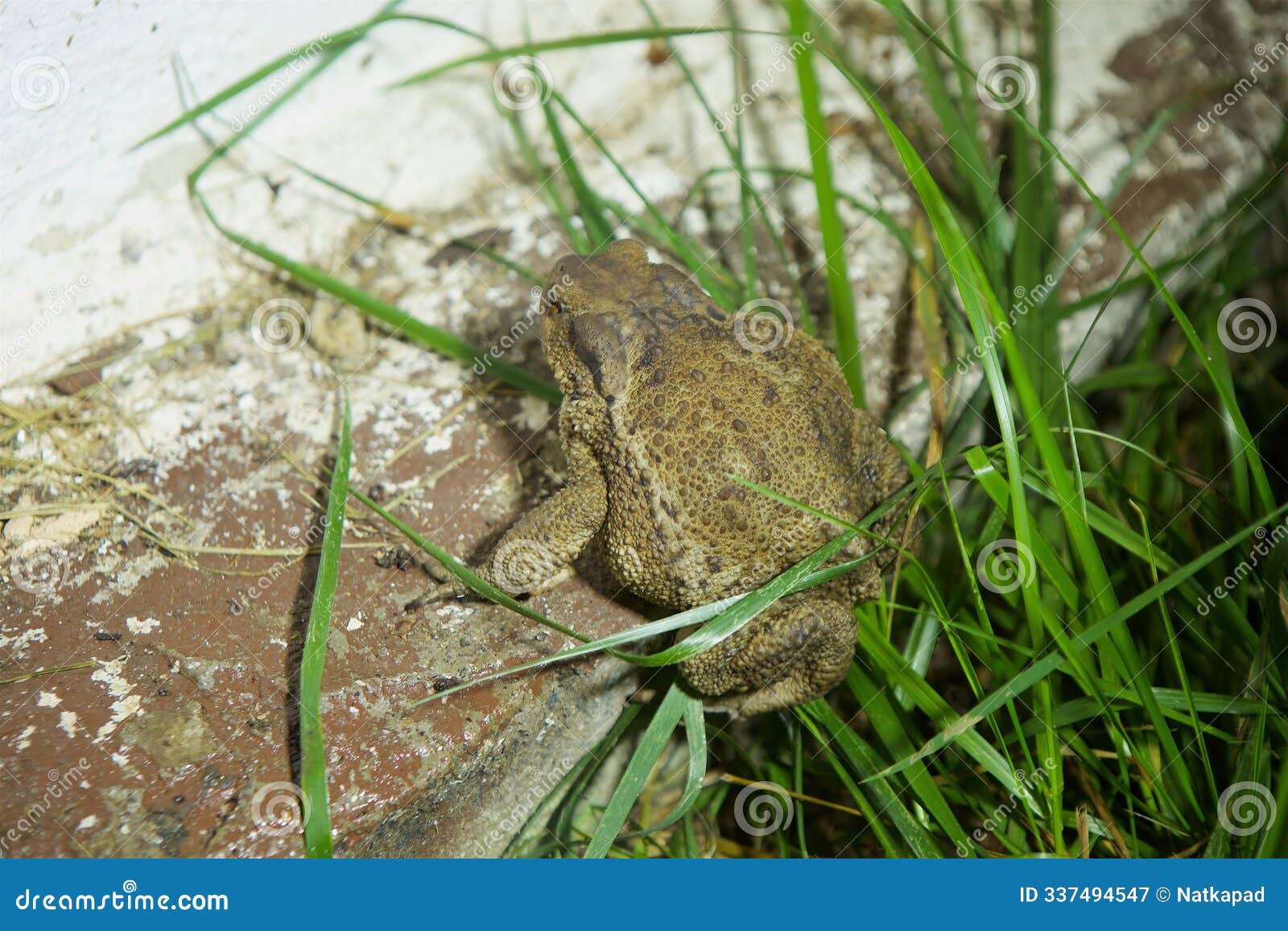 The Toad is Sitting on the Surface. the Study of Amphibian Animals ...