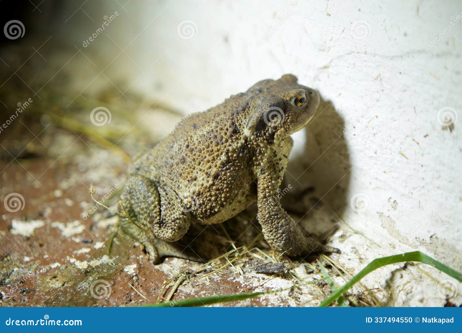 The Toad is Sitting on the Surface. the Study of Amphibian Animals ...