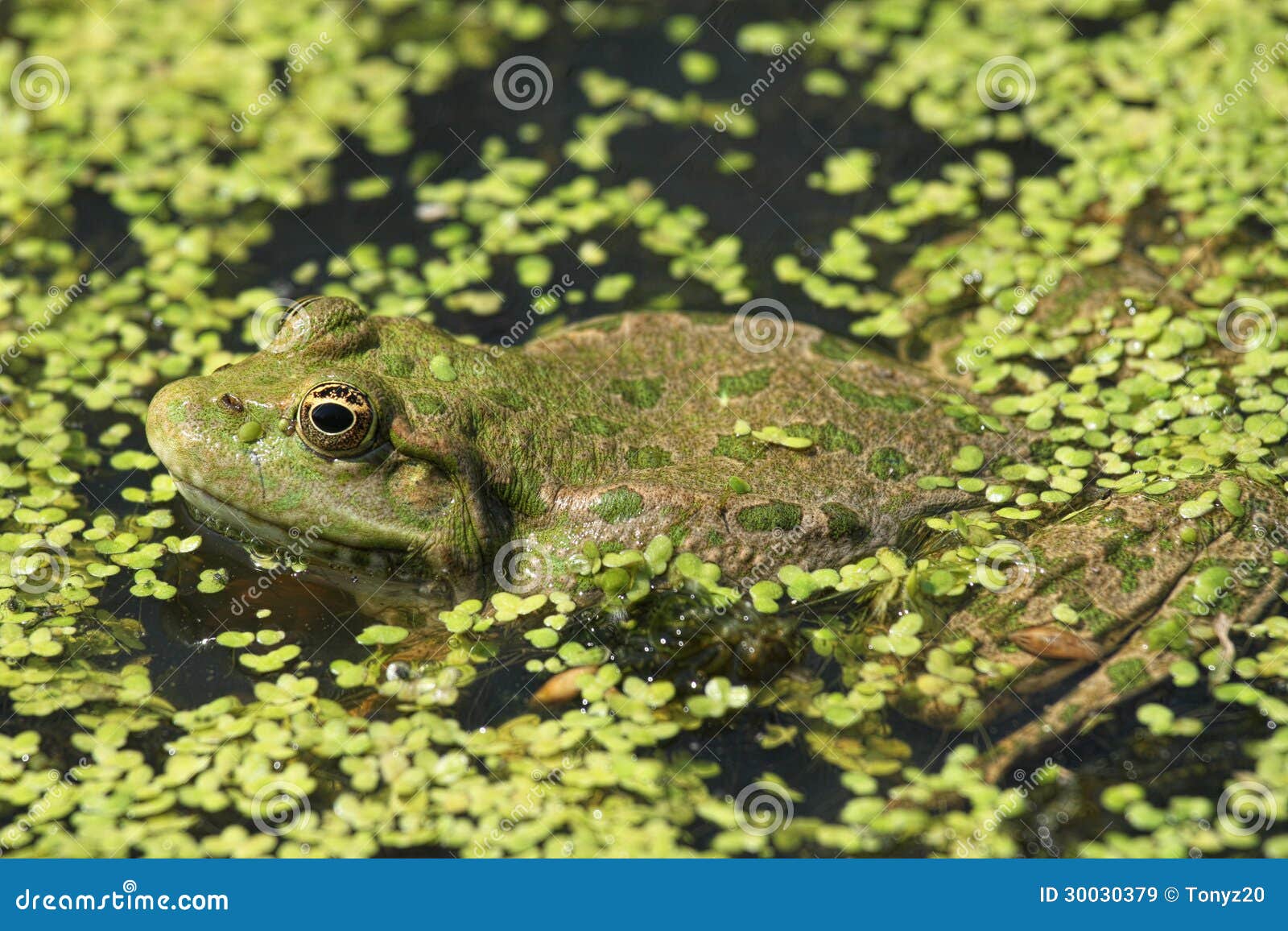 Toad stock image. Image of outdoors, nature, green, ecology - 30030379