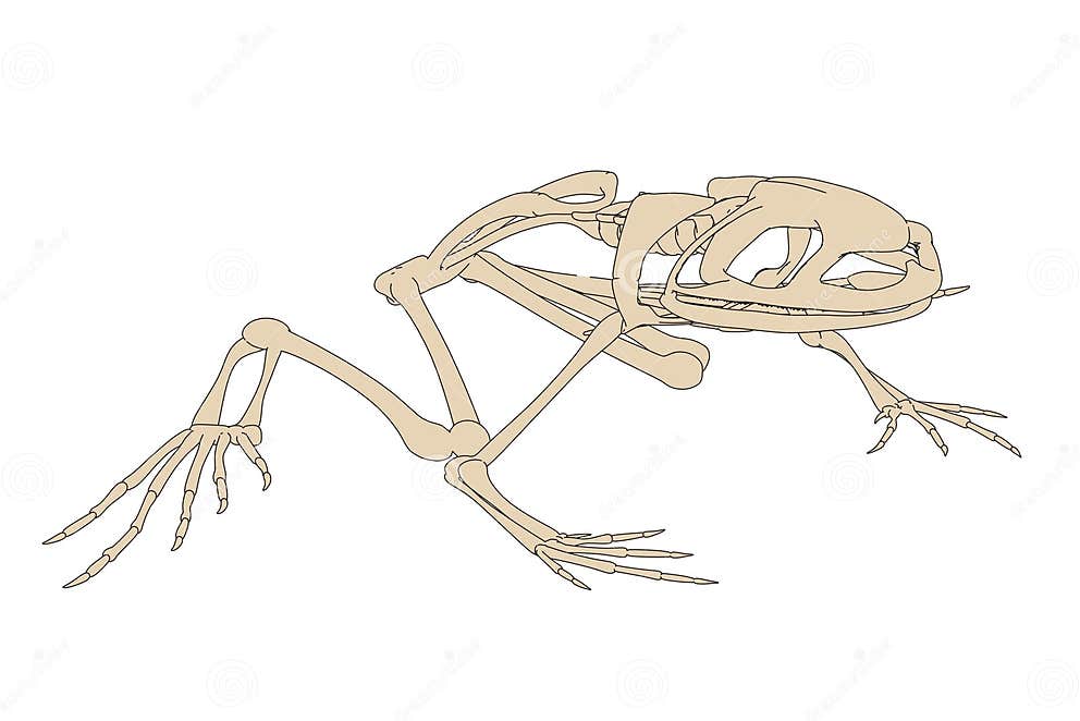 Toad skeleton stock illustration. Illustration of frog - 81900633