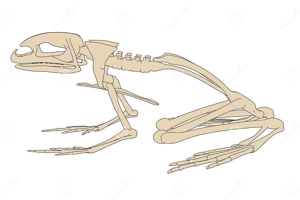 Toad skeleton stock illustration. Illustration of animal - 81981584