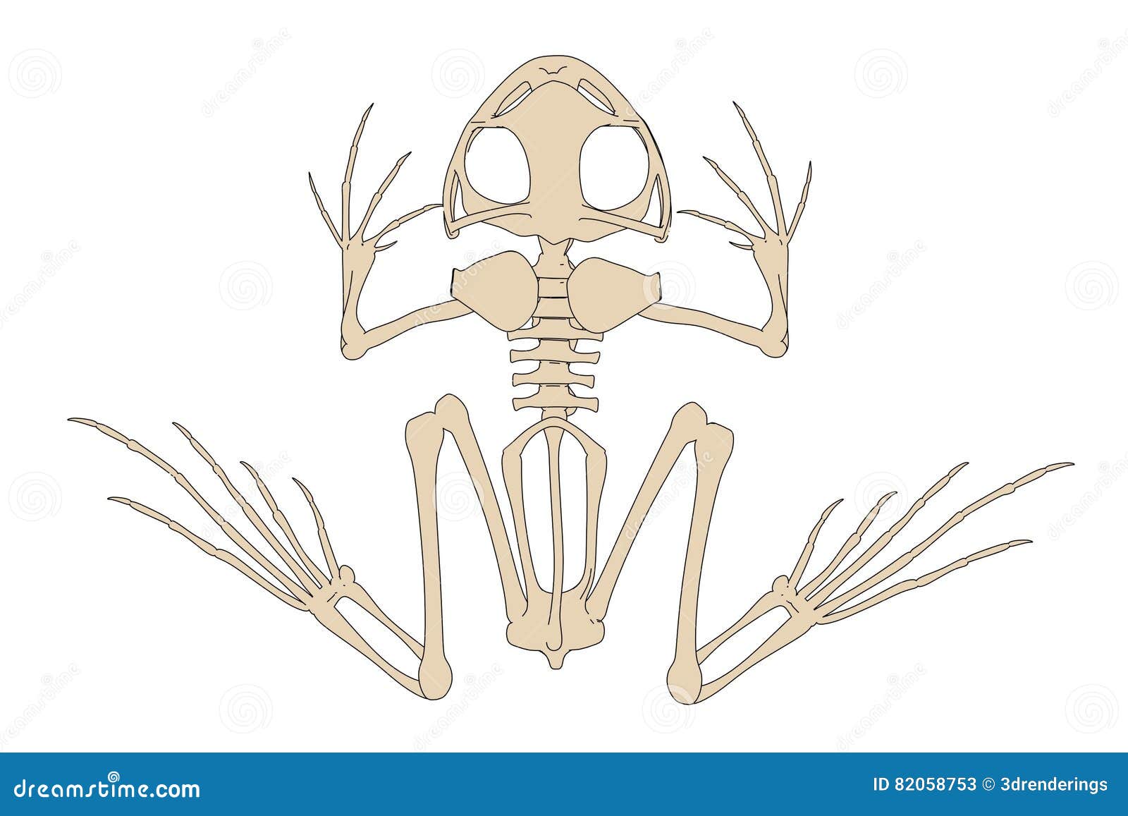 Toad skeleton stock illustration. Illustration of spine - 82058753