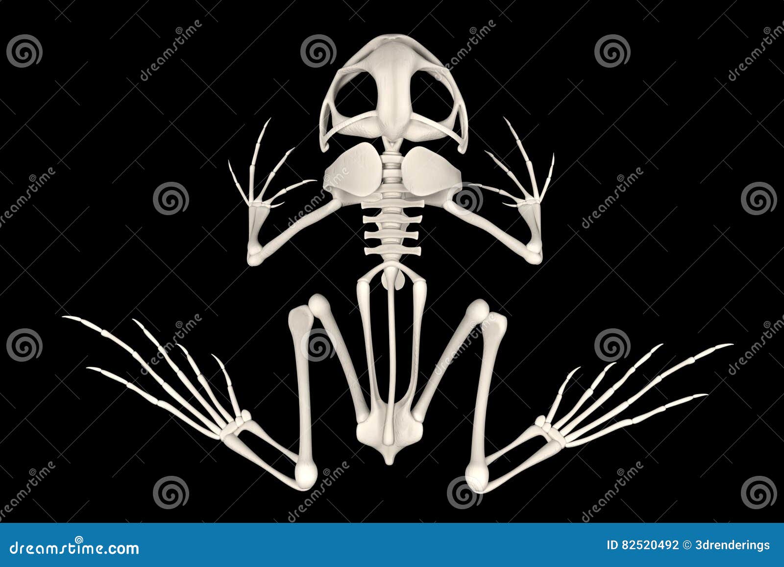 Toad skeleton stock illustration. Illustration of grass - 82520492
