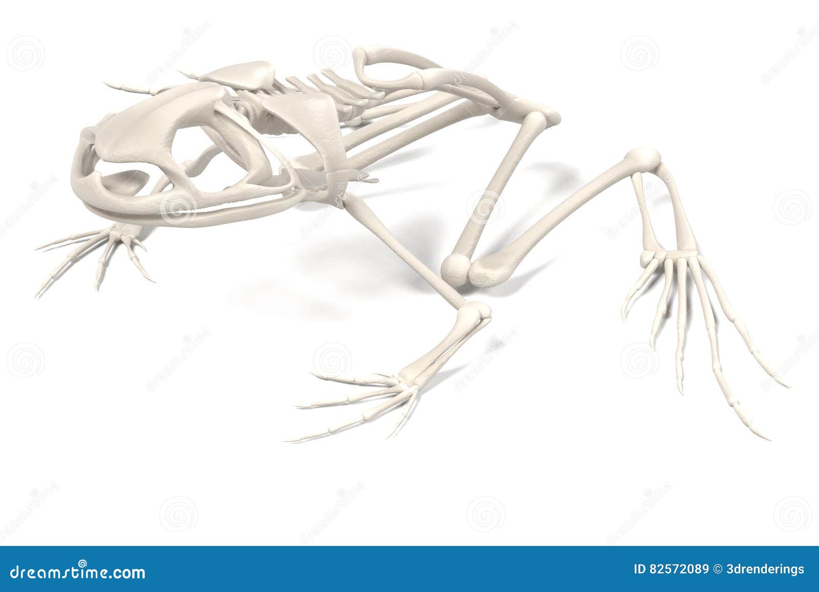 Toad skeleton stock illustration. Illustration of biology - 82572089