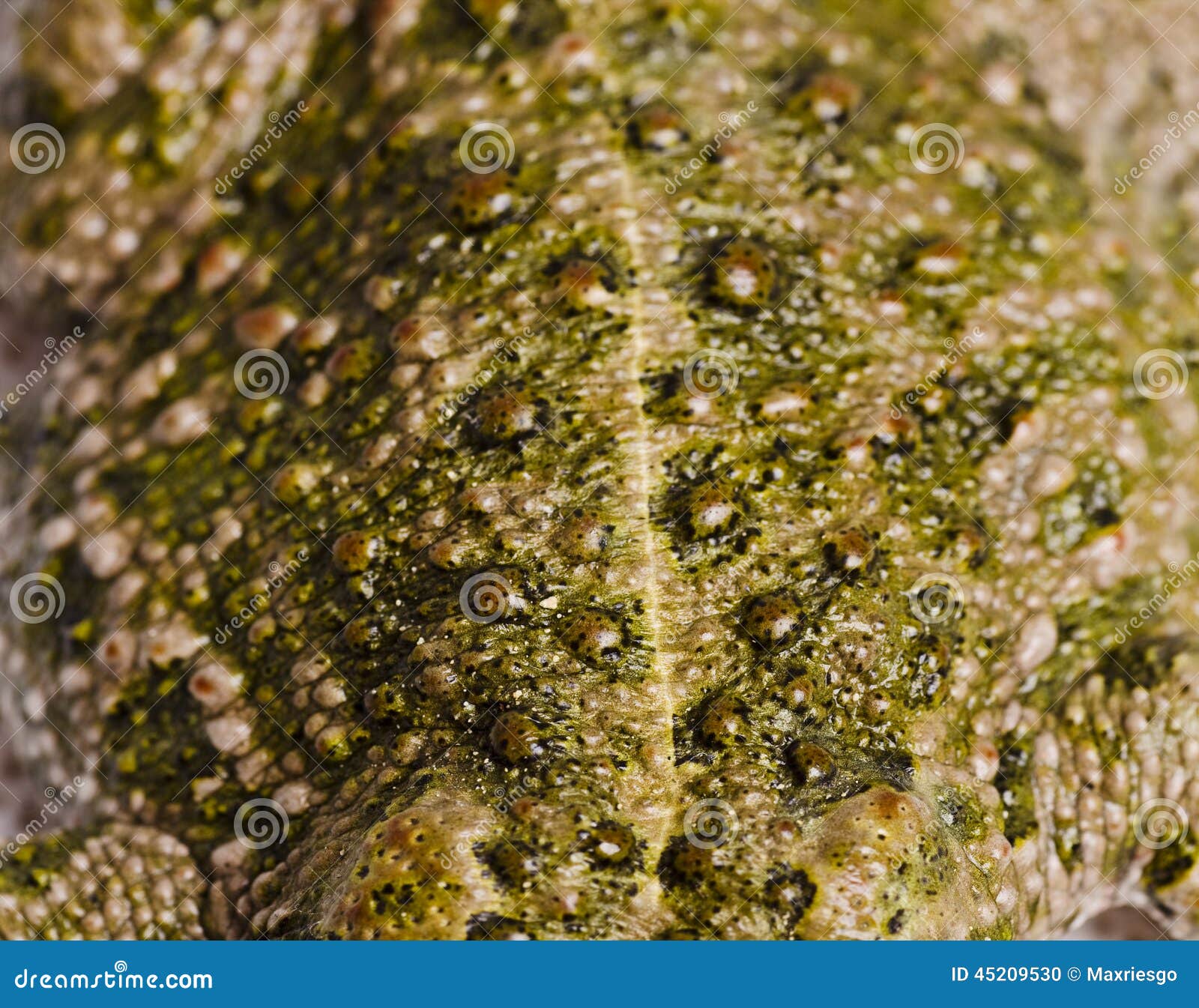 Toad Skin In Macro Frame Stock Photo - Image: 45209530