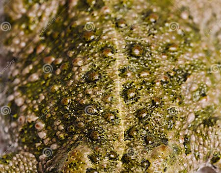 Toad skin in macro frame stock photo. Image of racr, macro - 45209530