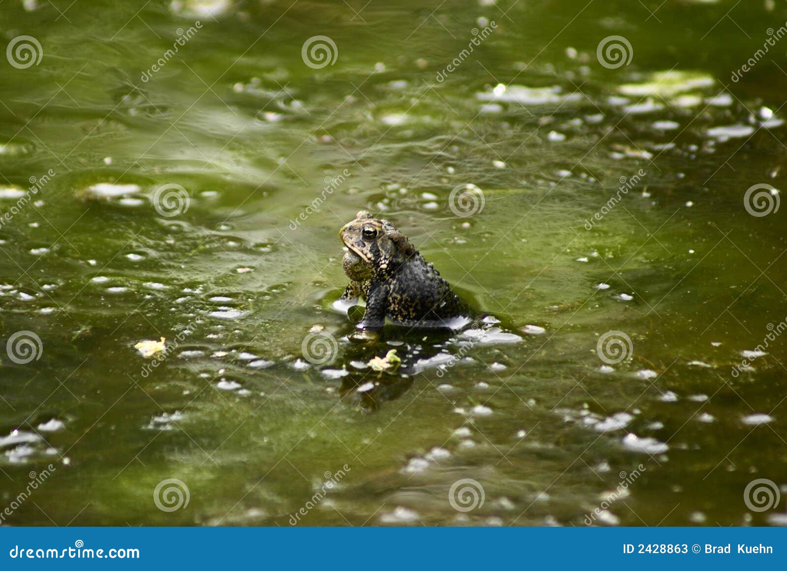 Toad in slime stock image. Image of nature, pond, green - 2428863