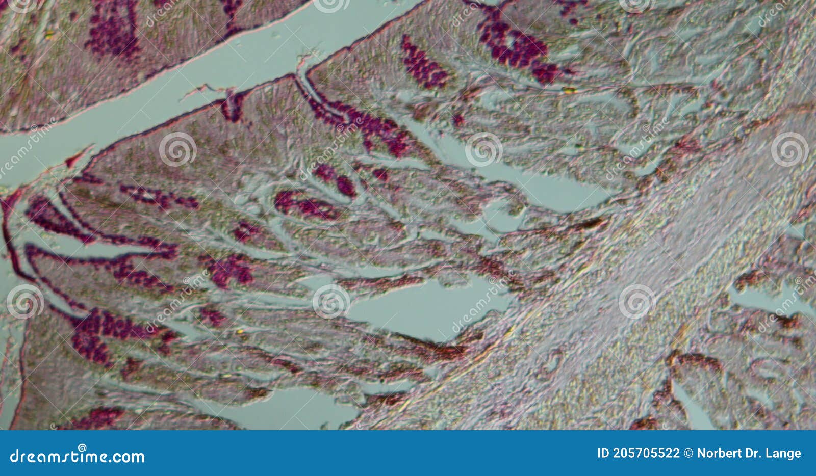 Toad Small Intestine Tissue Stock Footage - Video of blue, textur ...