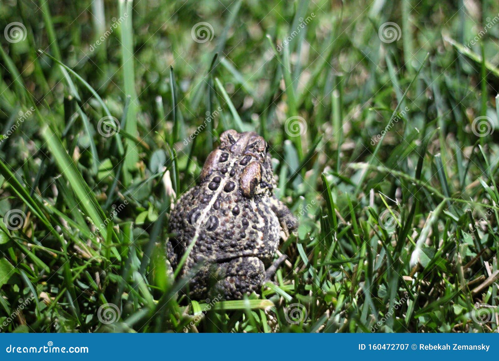 Toad small multicolor 3242 stock image. Image of fresh - 160472707