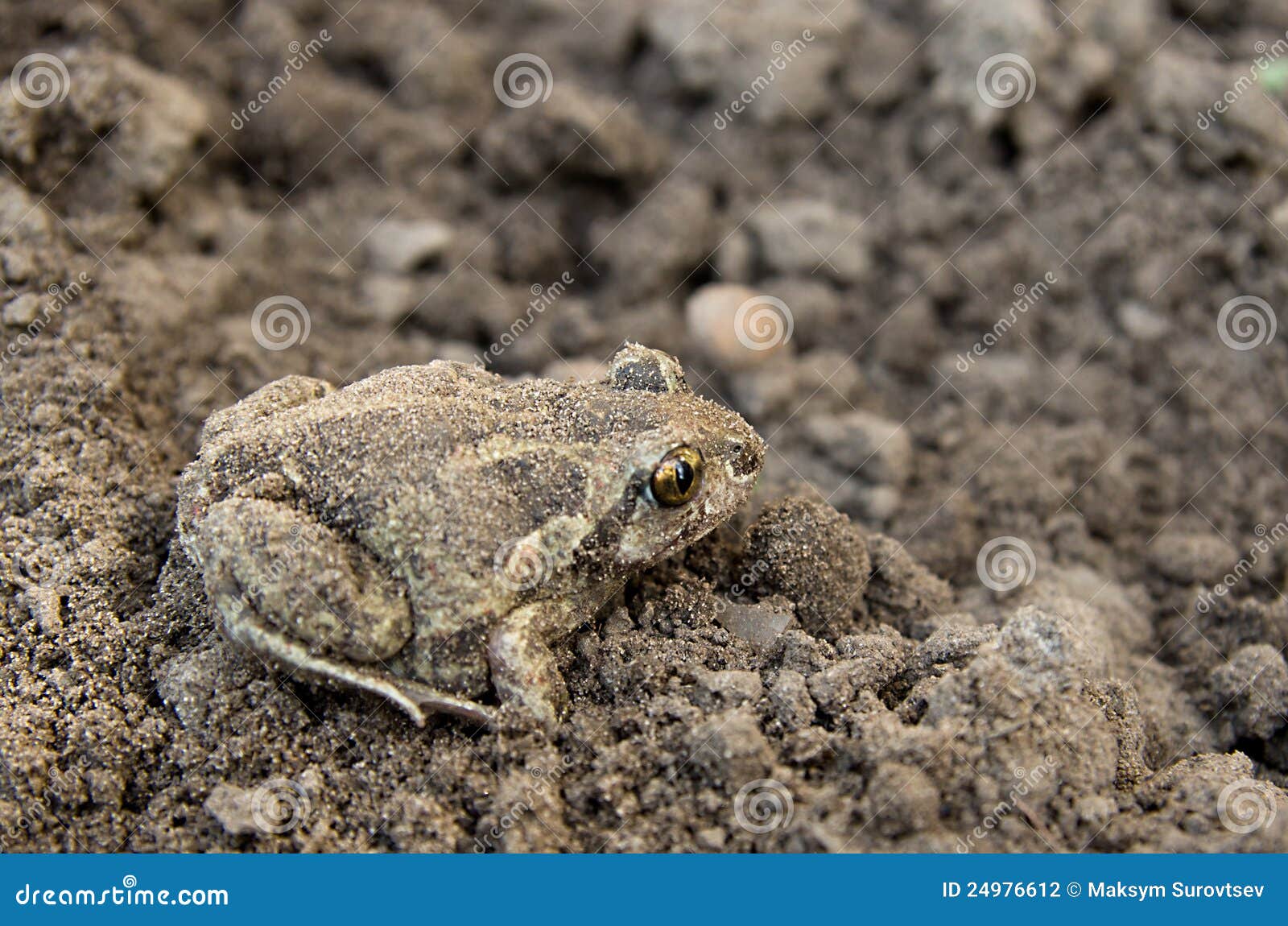 Toad on soil stock photo. Image of area, soil, disguise - 24976612