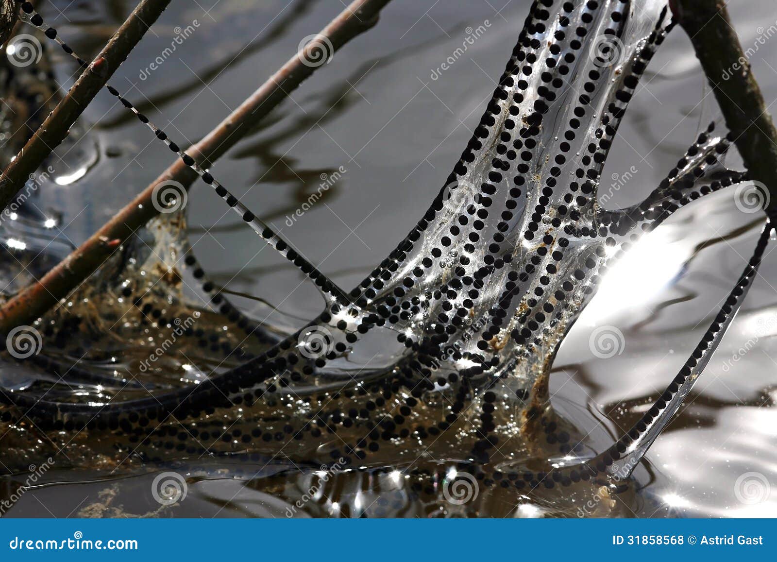 Toad spawn stock photo. Image of moor, string, pond, amphibian - 31858568