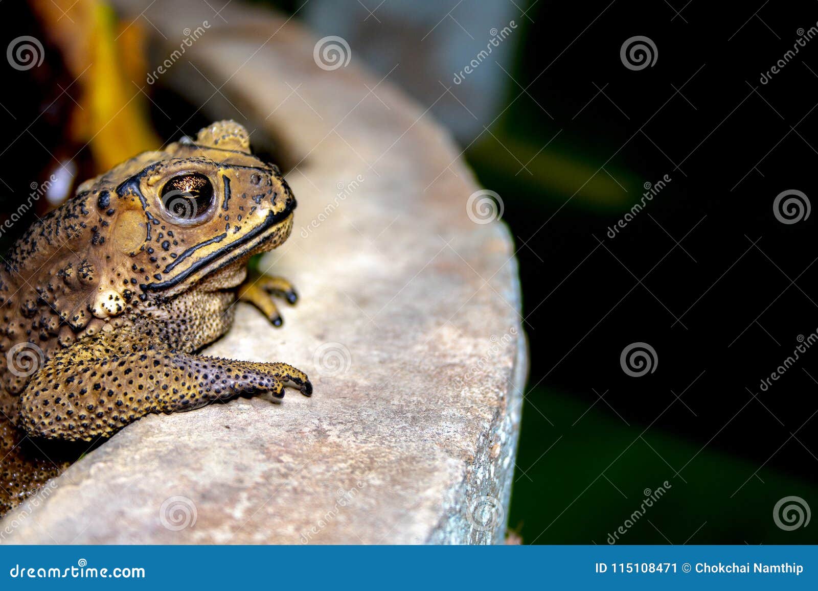 Toad Standing on Cement Floor at Night Stock Image - Image of fauna ...