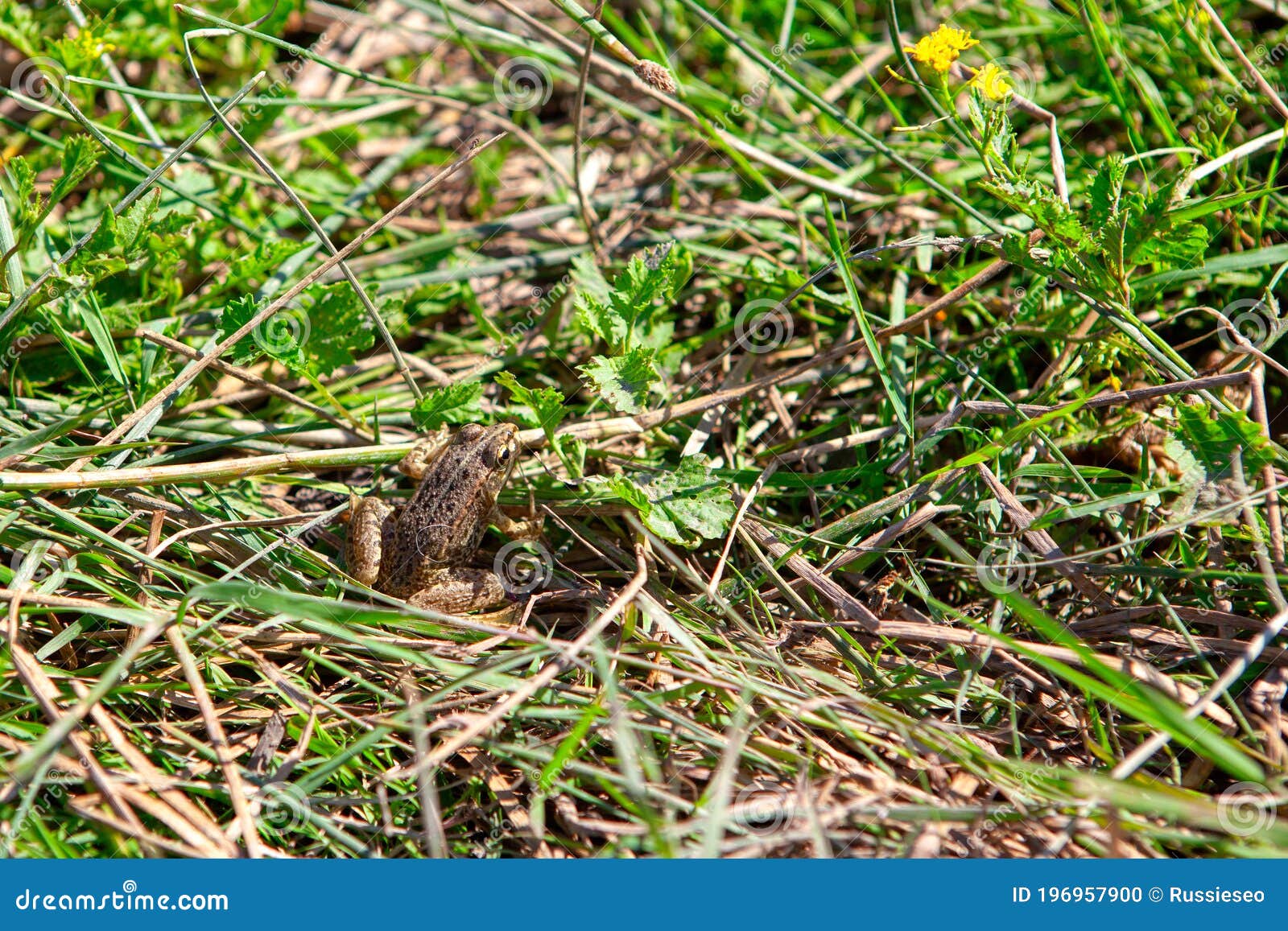 Toad Standing in Green Grass Stock Photo - Image of animal, garden ...