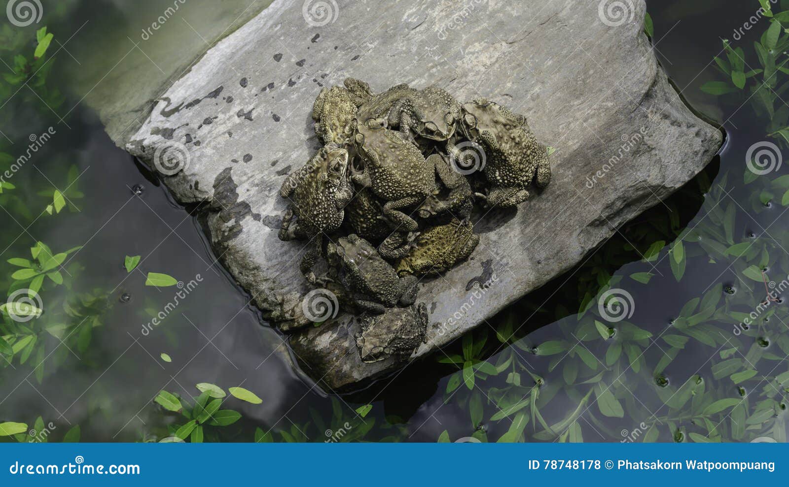 Toad standing together. stock photo. Image of aquatic - 78748178