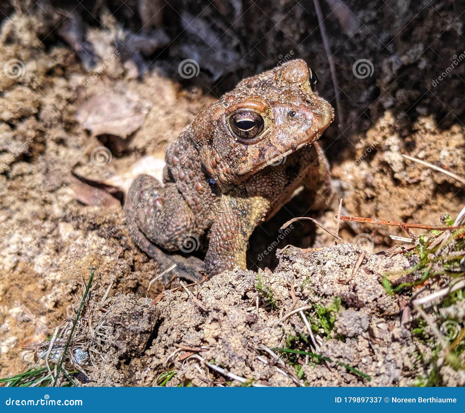 Toad Staredown in Dirt Garden Stock Image - Image of sitting, nose ...