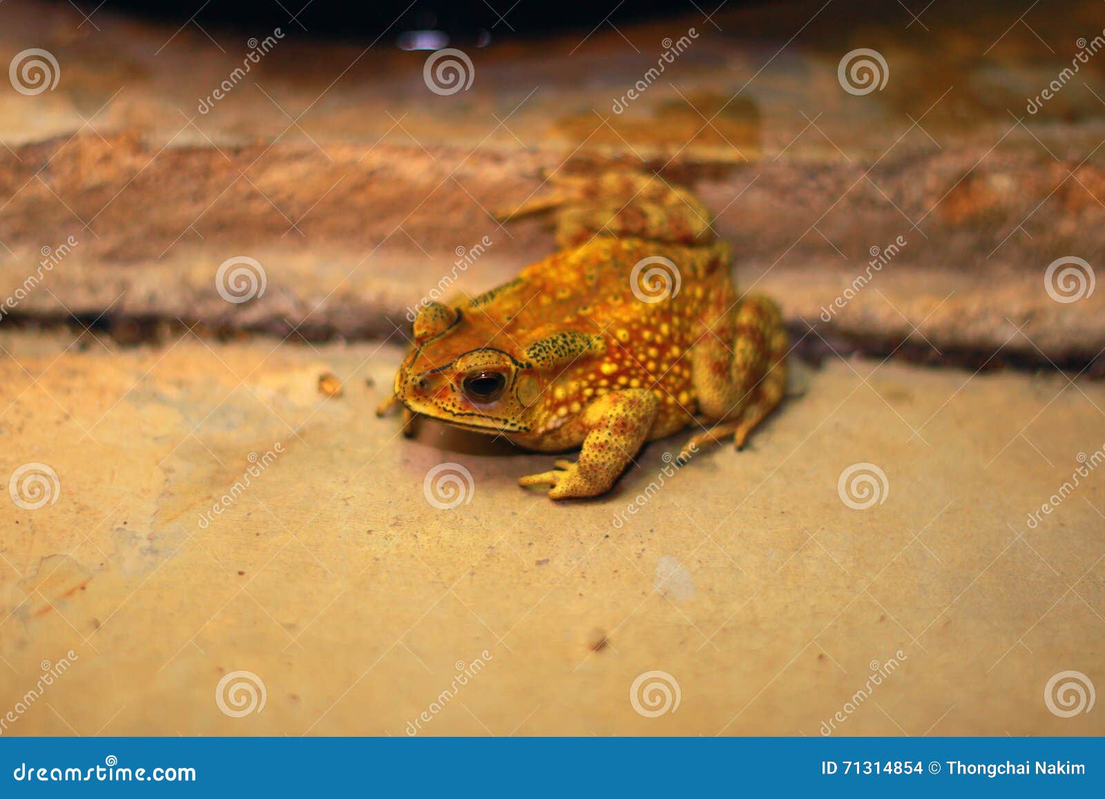 Toad stock photo. Image of sticky, amphibian, green, carnivore - 71314854