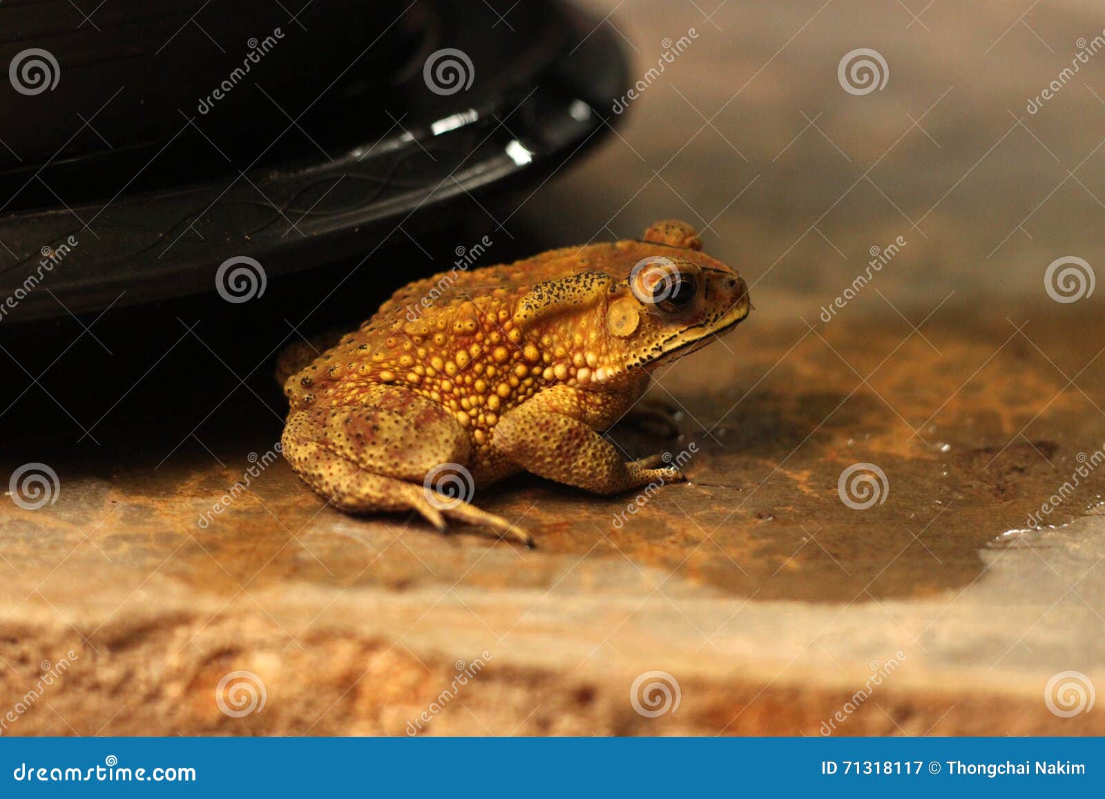 Toad stock image. Image of macro, brown, wildlife, close - 71318117