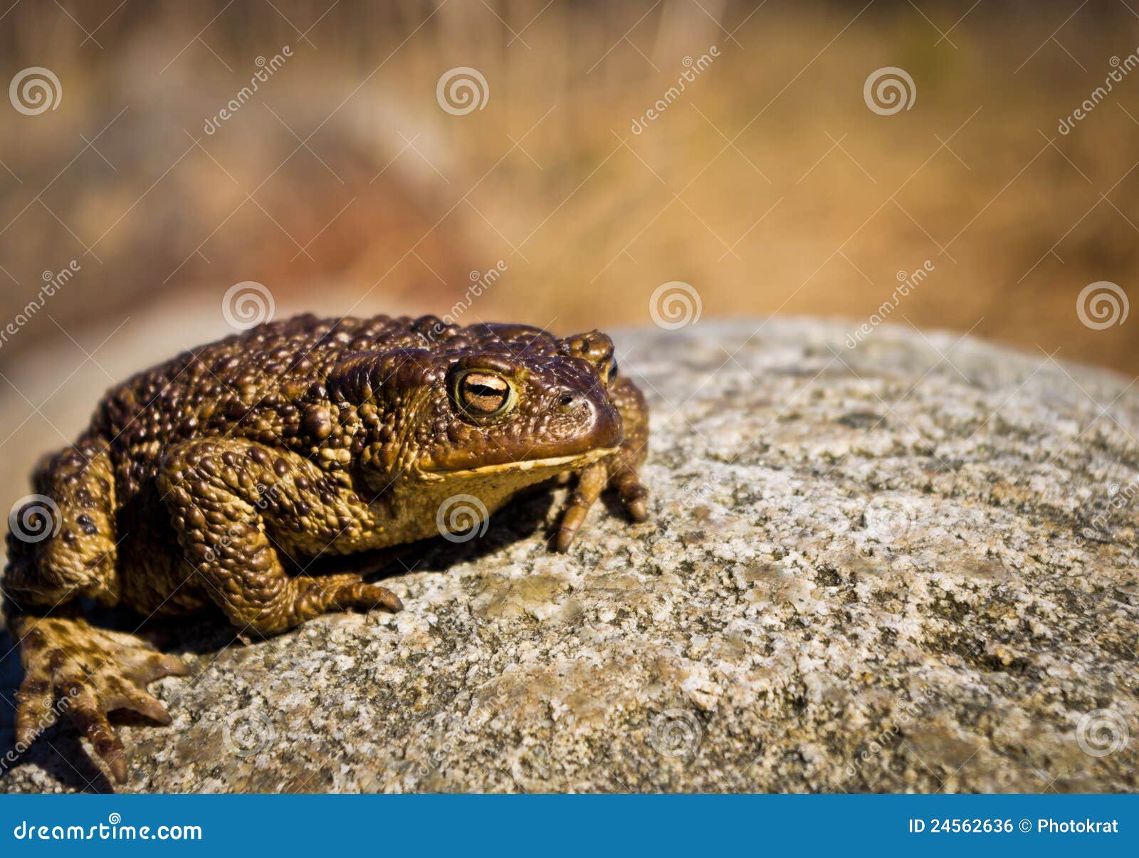 Toad on a stone stock photo. Image of nature, amphibian - 24562636