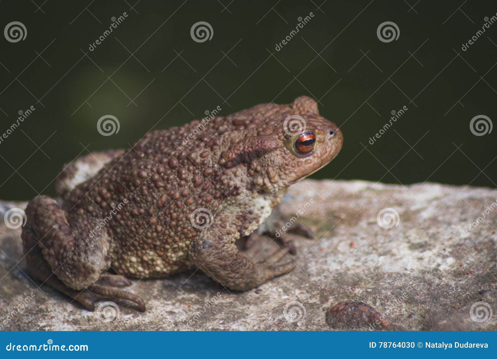 Toad on a stone stock photo. Image of village, pond, summer - 78764030