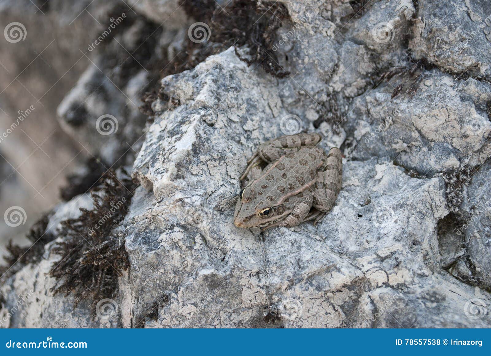 Toad on a stone. stock photo. Image of common, isolated - 78557538