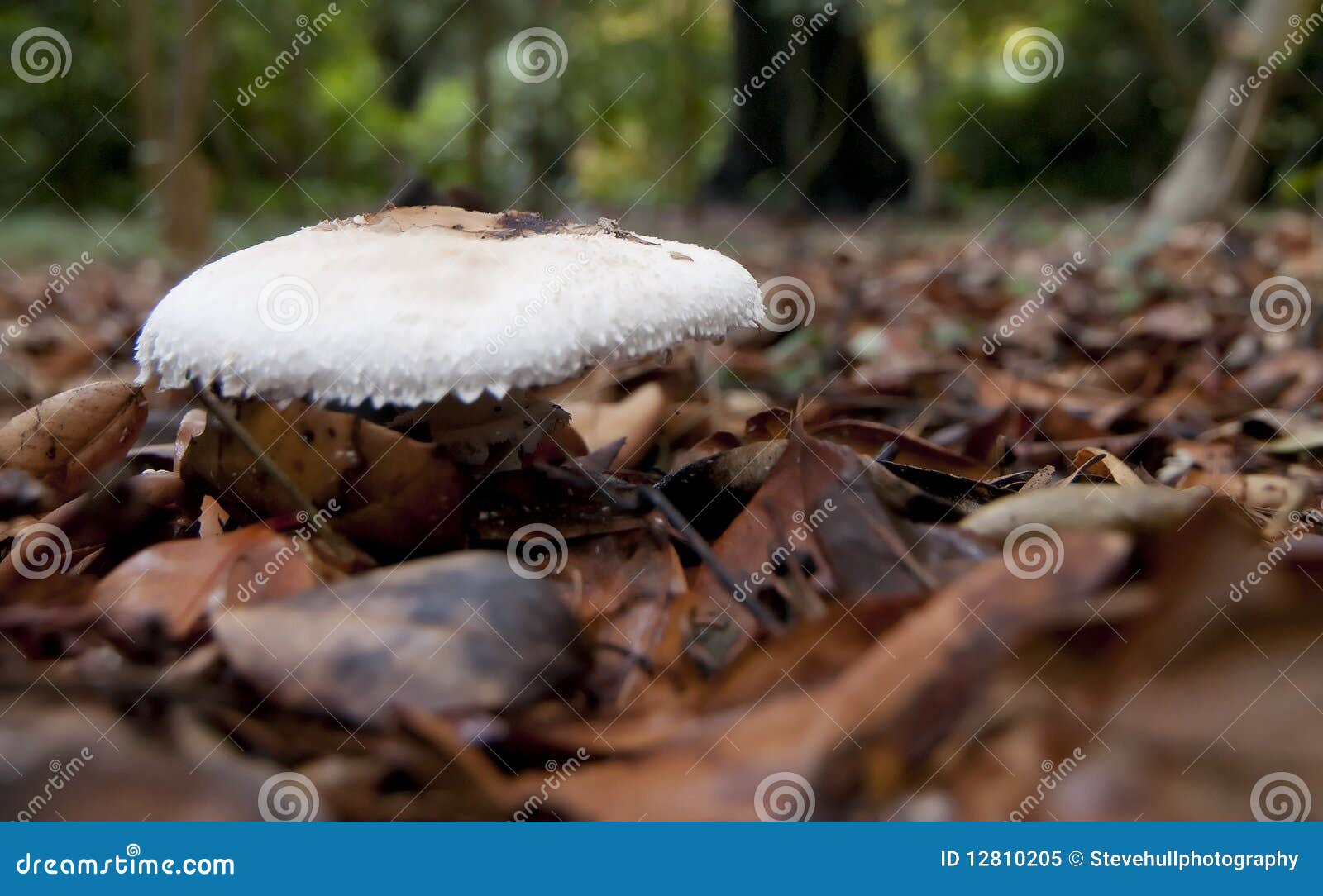 Toad Stool stock image. Image of leaves, toadstool, mushroom - 12810205