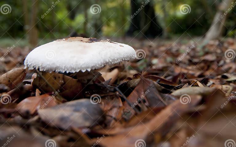 Toad Stool stock image. Image of leaves, toadstool, mushroom - 12810205