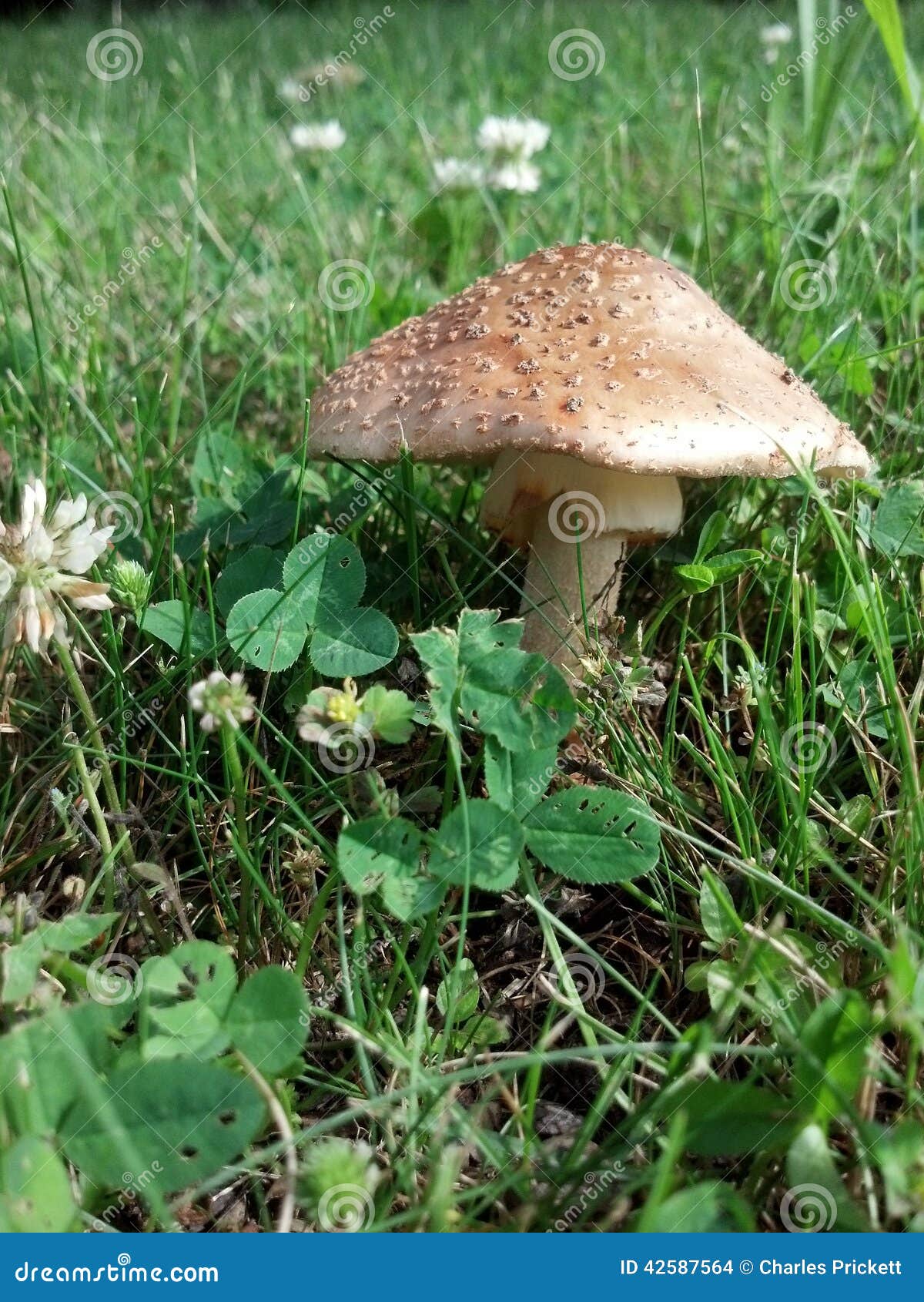 Toad stool stock photo. Image of lawn, growing, nature - 42587564