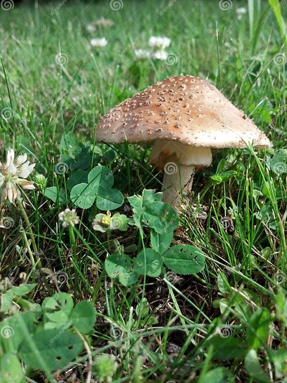 Toad stool stock photo. Image of lawn, growing, nature - 42587564