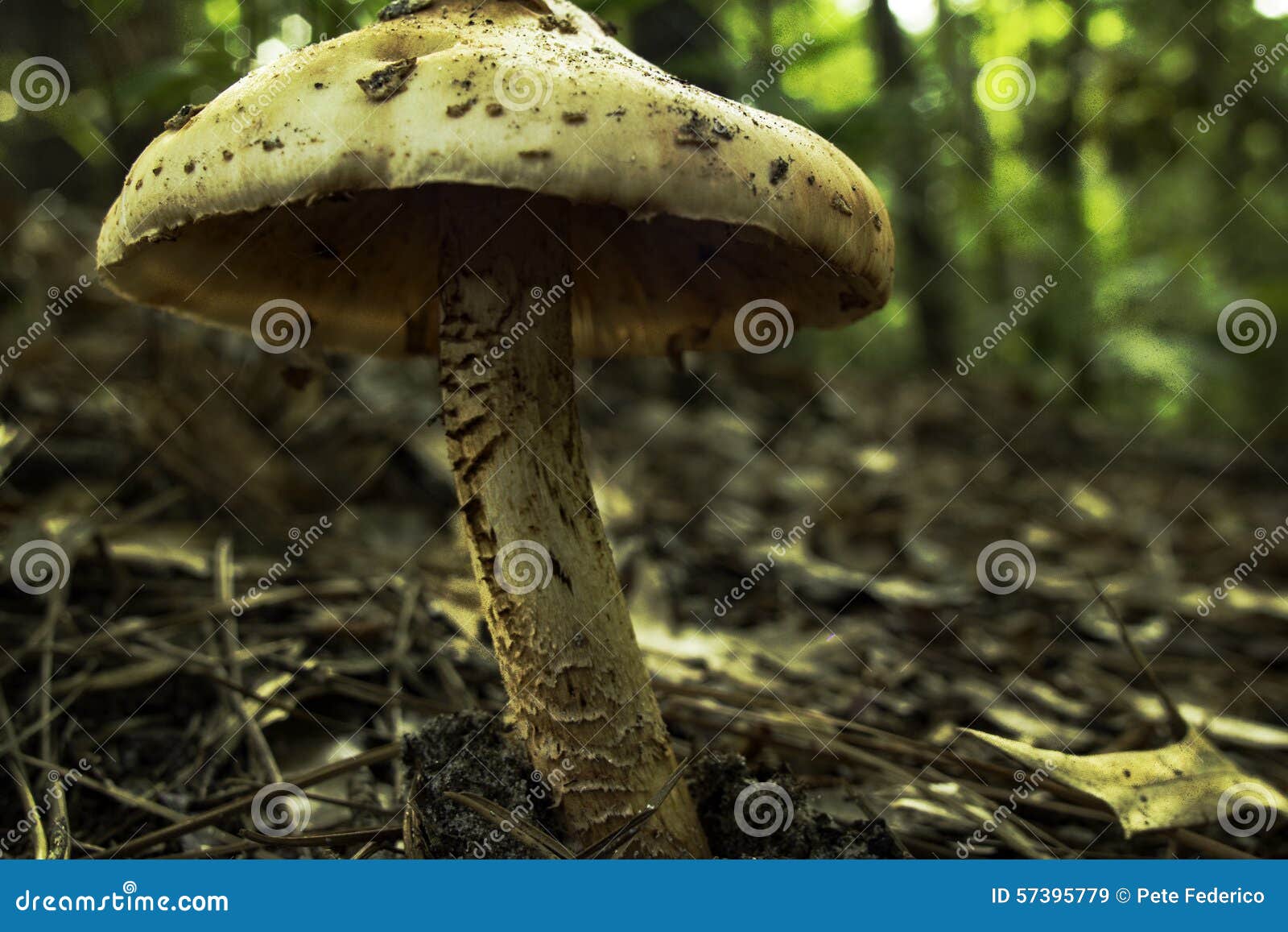 Toad Stool stock image. Image of organic, moss, autumn - 57395779