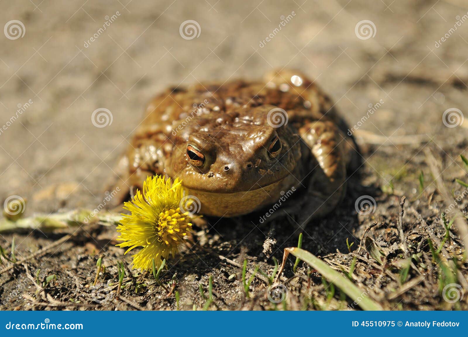 Toad in the sun warms up stock image. Image of eyes, toad - 45510975