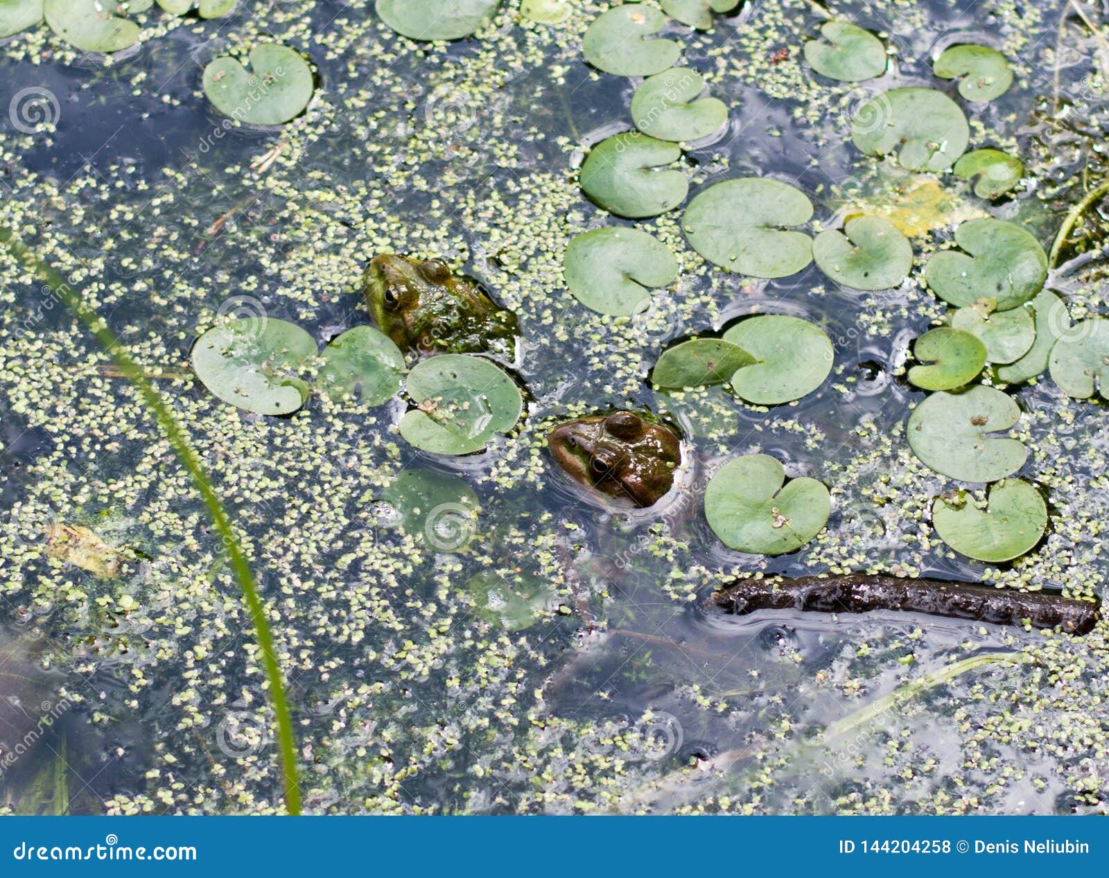 Toad in the swamp stock photo. Image of lake, animal - 144204258