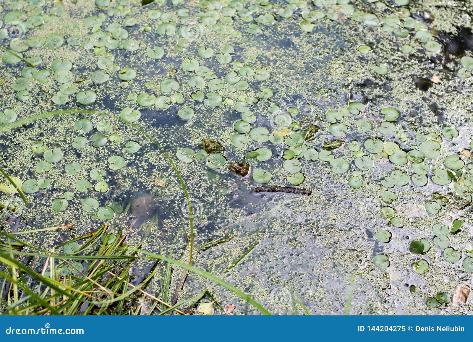 Toad in the swamp stock image. Image of female, dangeorus - 144204275