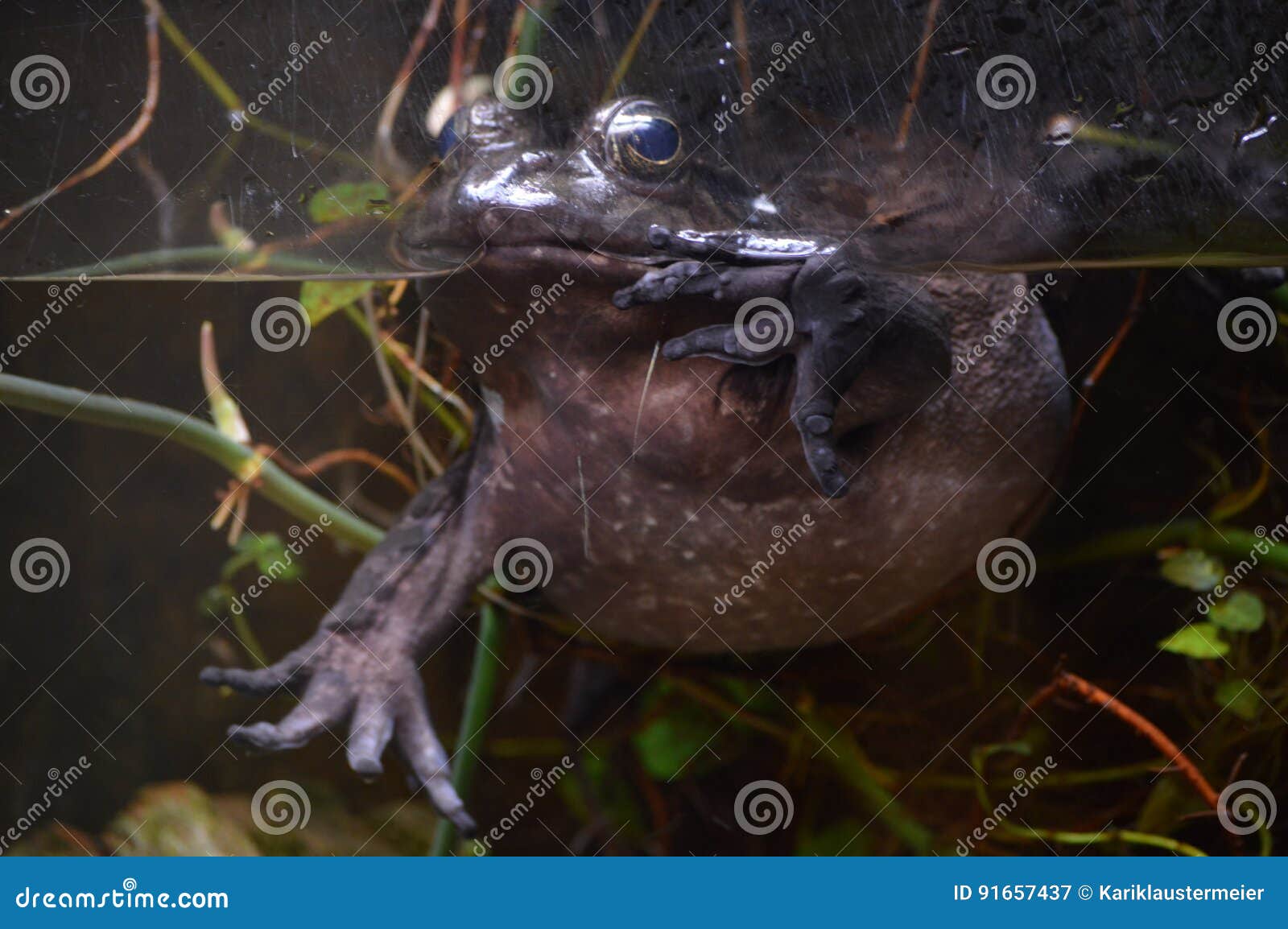 Toad stock image. Image of dark, icon, black, explore - 91657437