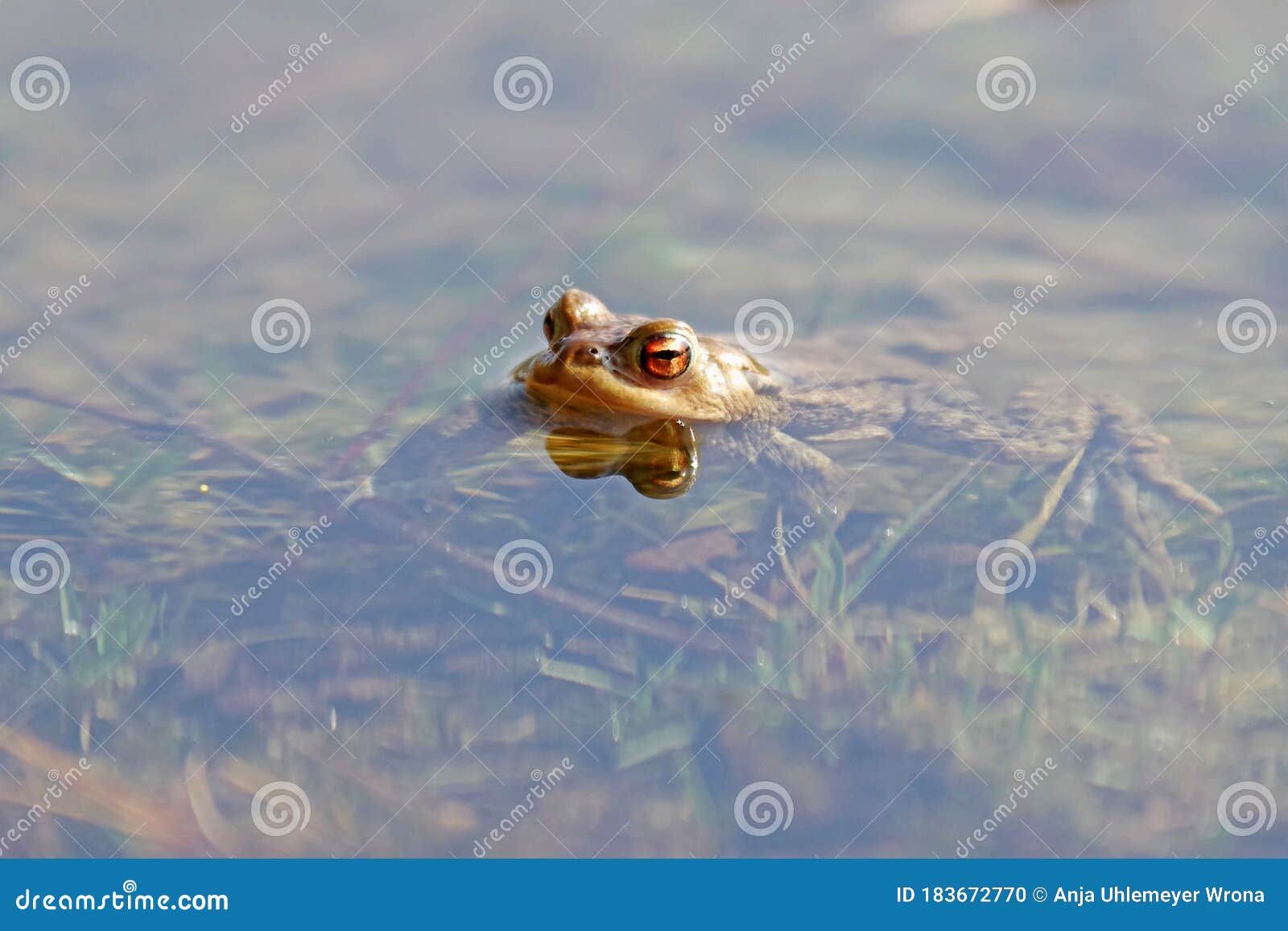 A Toad is Swimming in the Water Stock Photo - Image of wildlife, common ...