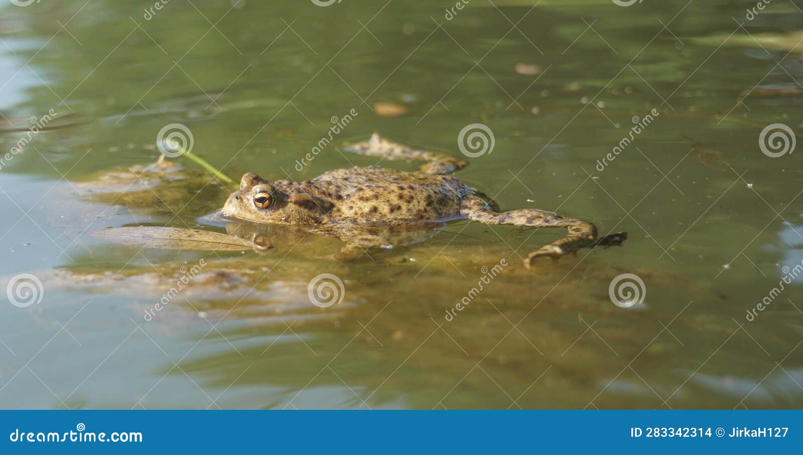 Toad Swimming in Water on Sunny Day Stock Photo - Image of water, toad ...
