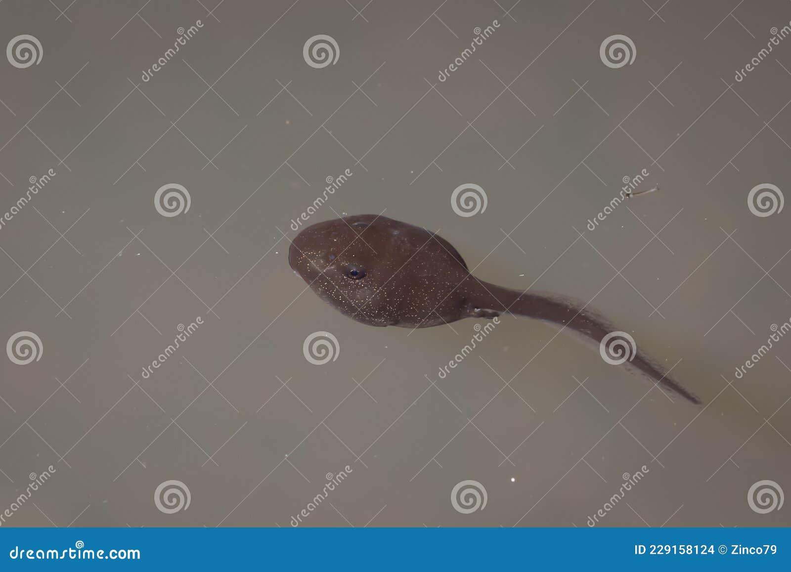 Toad Tadpole Swims Quietly in a Pool Stock Photo - Image of environment ...
