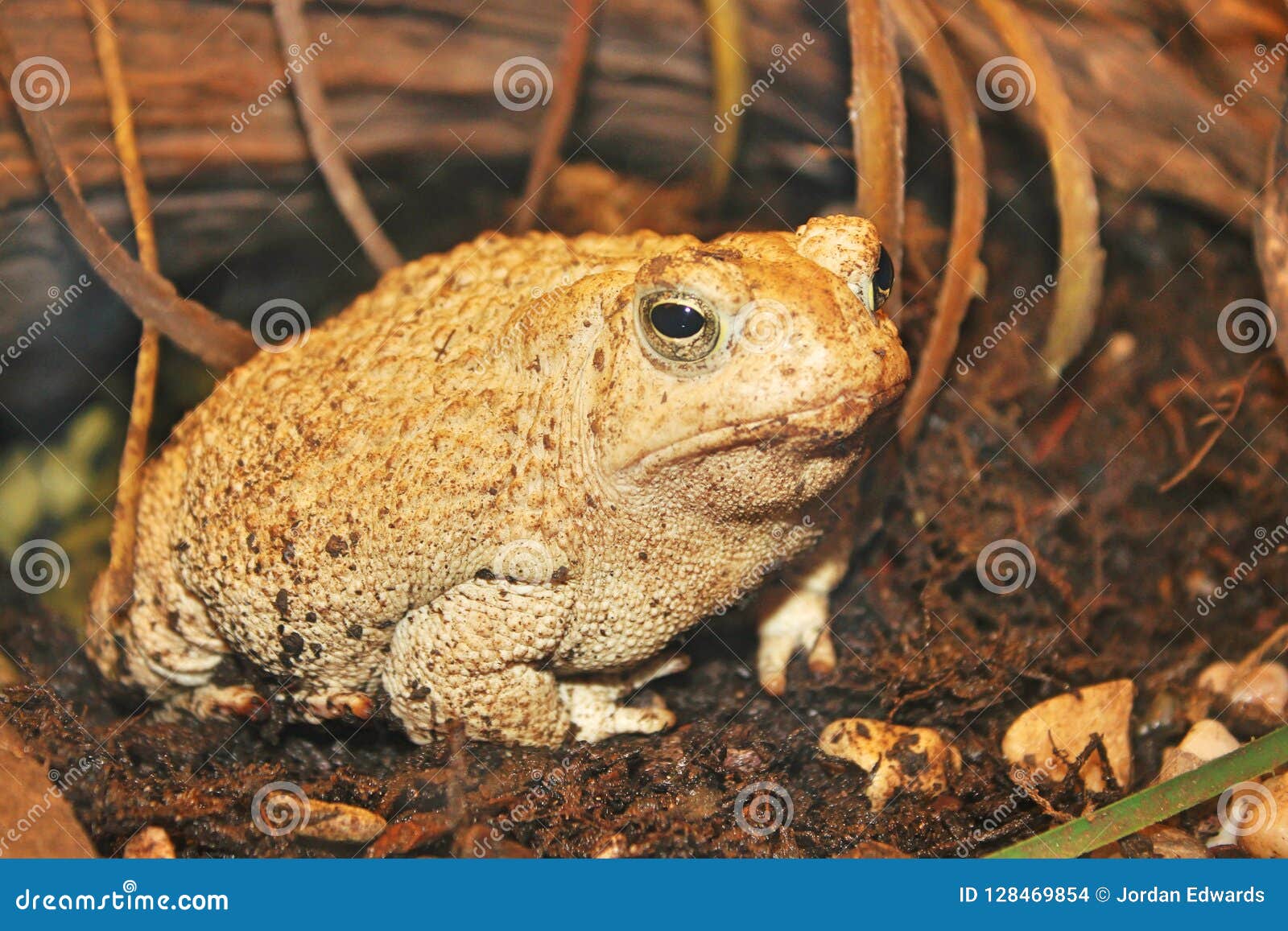 Big Fat Toad stock photo. Image of toad, animal, amphibian - 128469854
