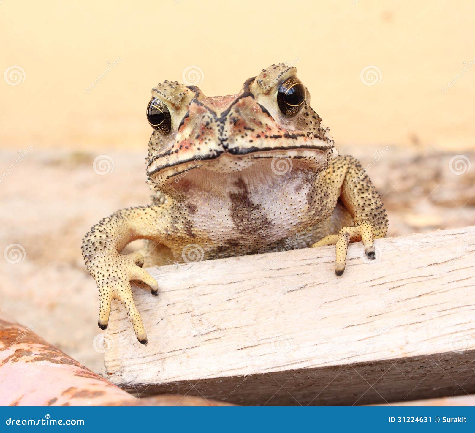 Toad thai stock image. Image of details, mouth, brown - 31224631