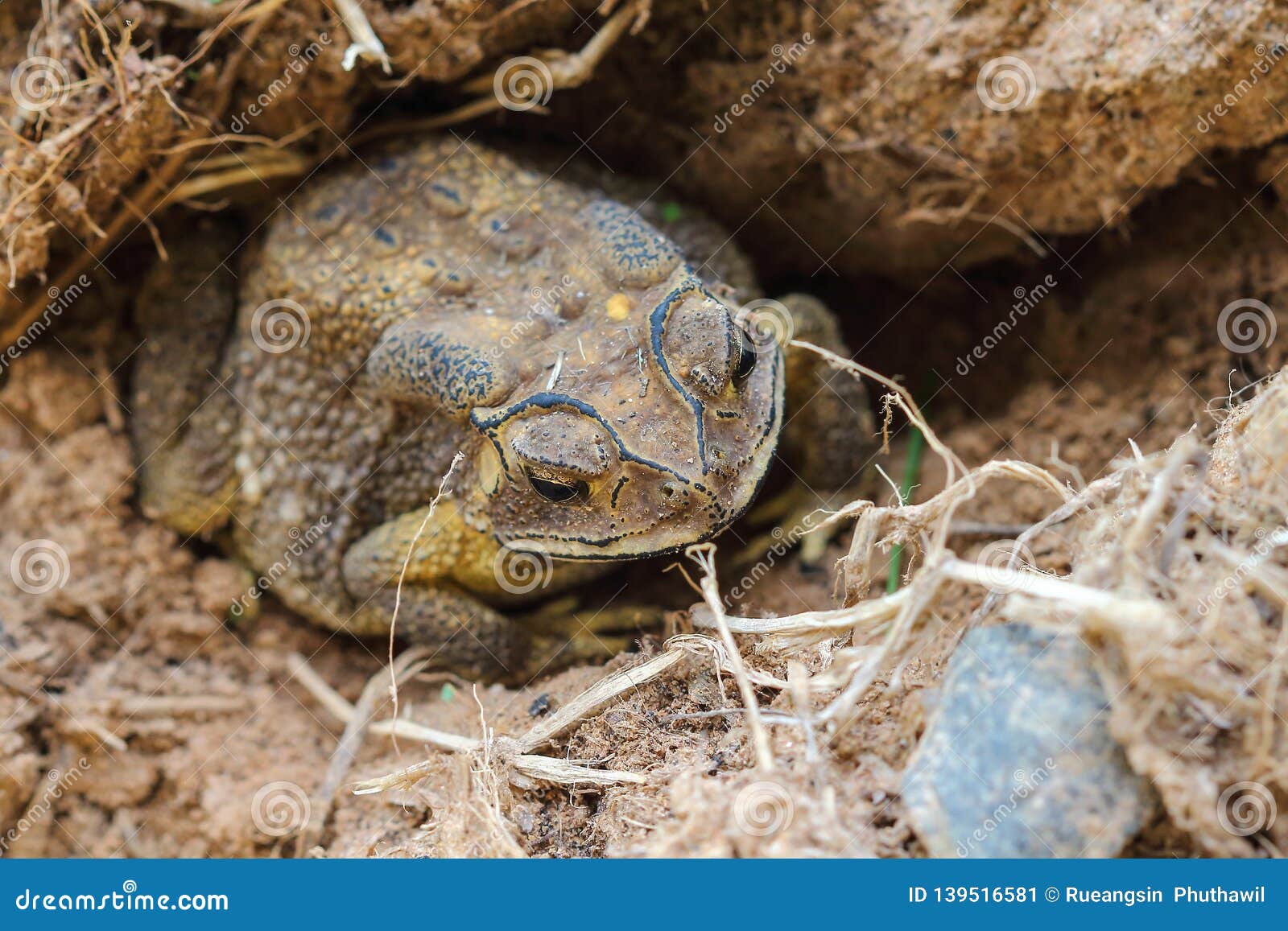 Toad in Thailand stock image. Image of fauna, giant - 139516581