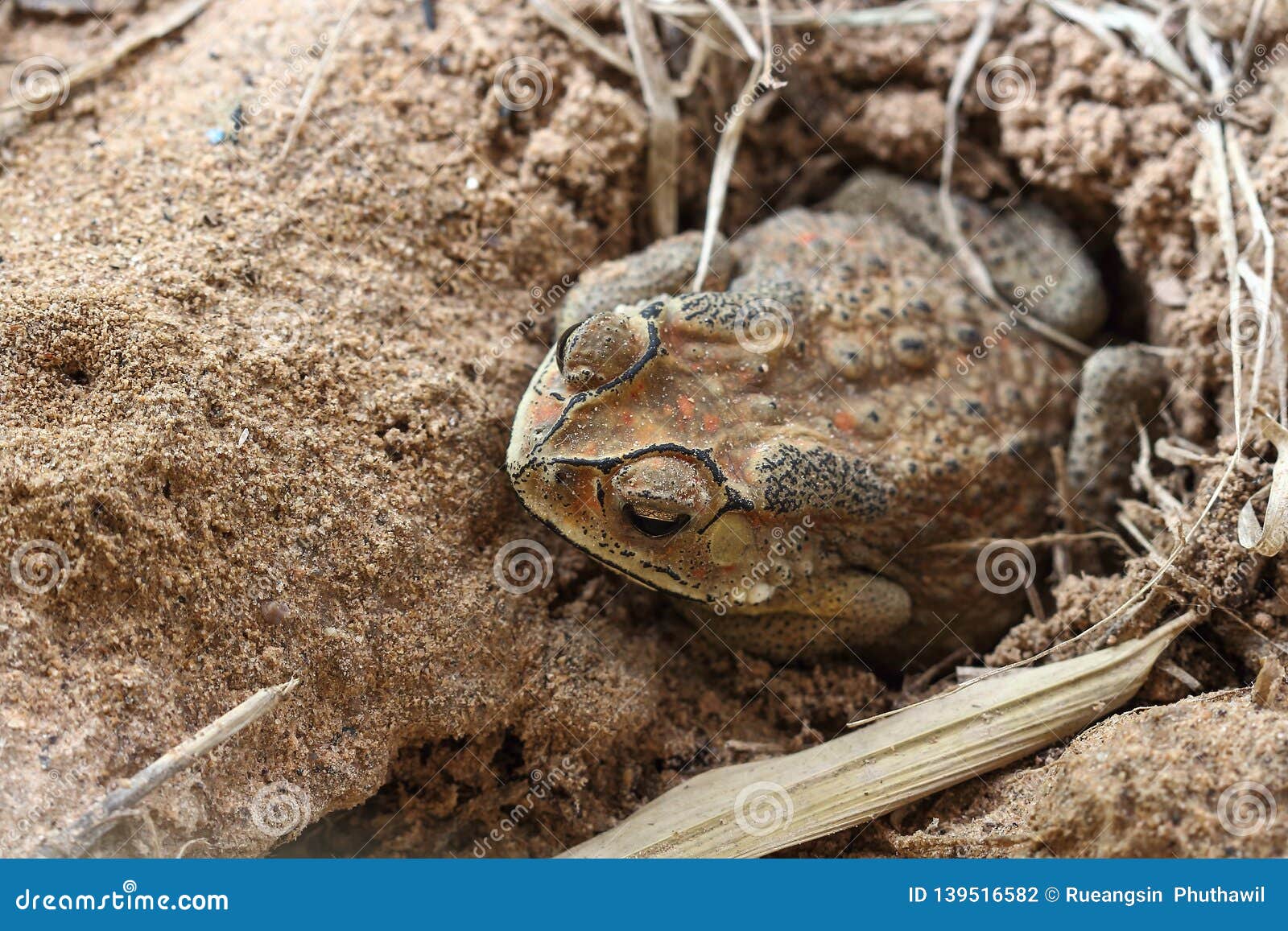 Toad in Thailand stock photo. Image of bright, creature - 139516582