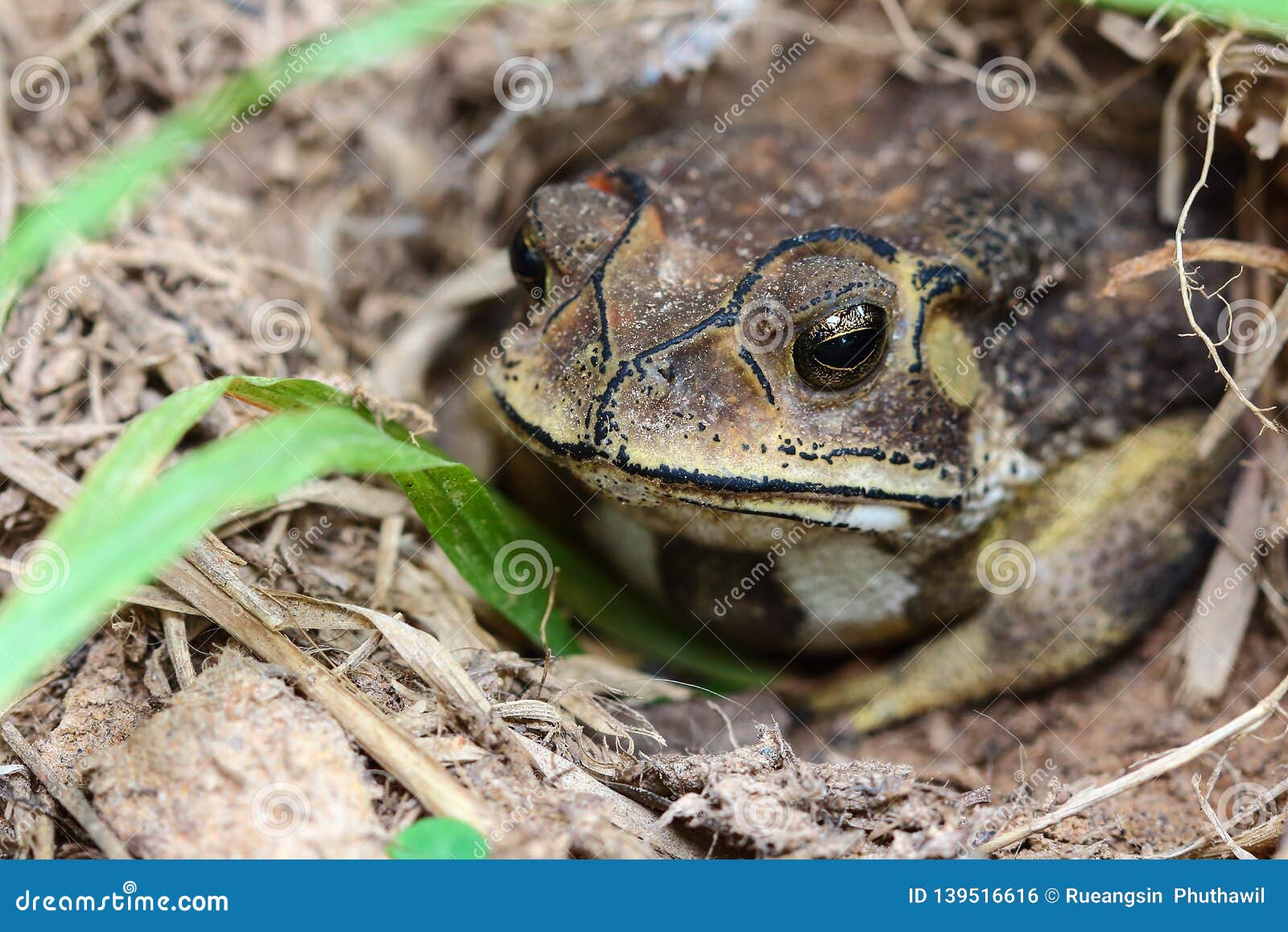 Toad in Thailand stock photo. Image of animal, amphibian - 139516616