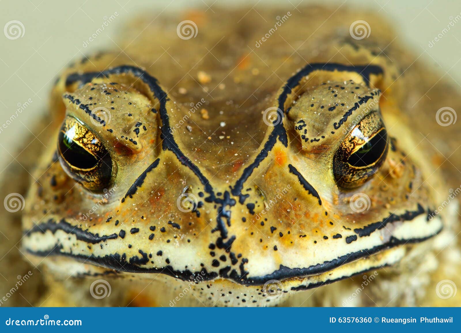 Toad in Thailand stock photo. Image of neotropical, nature - 63576360