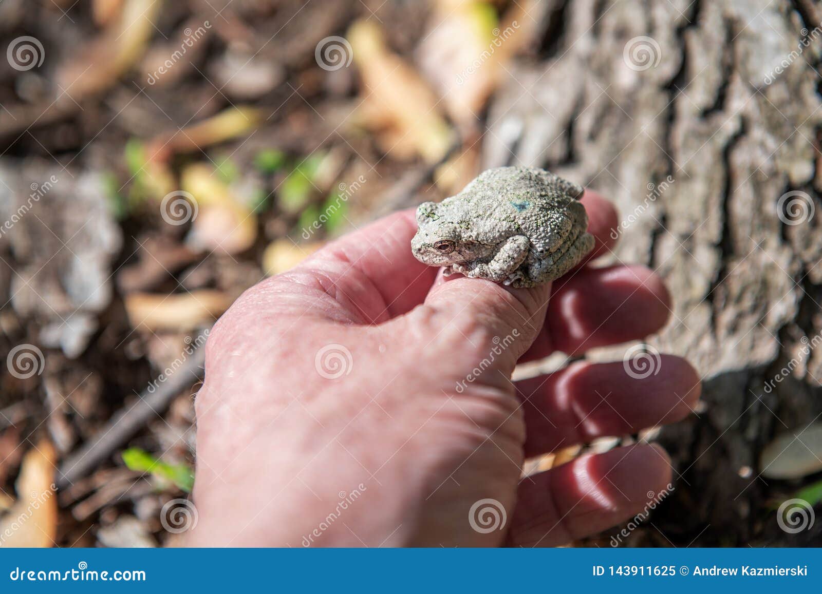 Toad on Thumb stock image. Image of closeup, tree, hand - 143911625