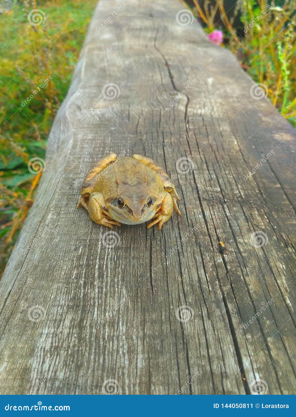 The toad stock image. Image of lane, bench, toad, lives - 144050811