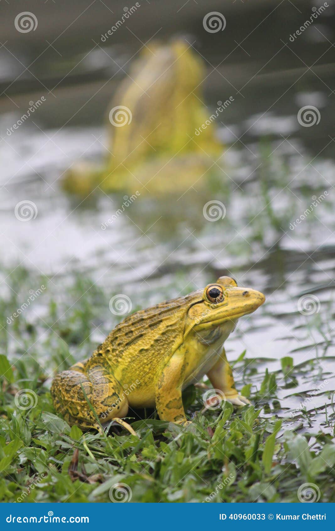 TOAD stock image. Image of appeared, arrey, jasmine, easily - 40960033