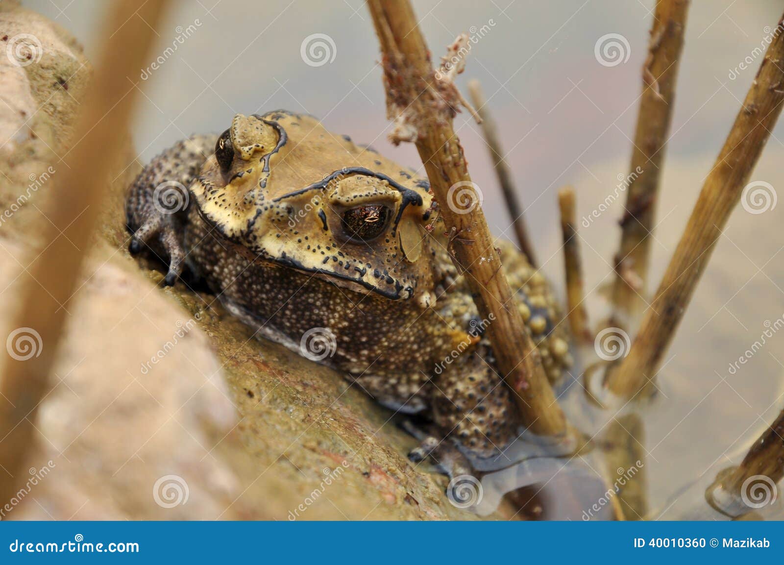 Toad stock photo. Image of bufo, close, studio, slimy - 40010360
