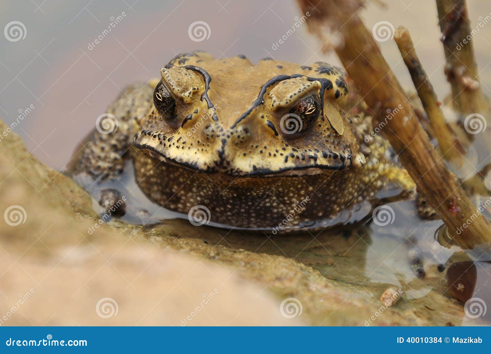 Toad stock photo. Image of slimy, ugly, toad, single - 40010384