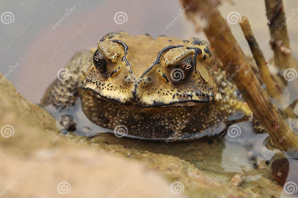 Toad stock photo. Image of slimy, ugly, toad, single - 40010384